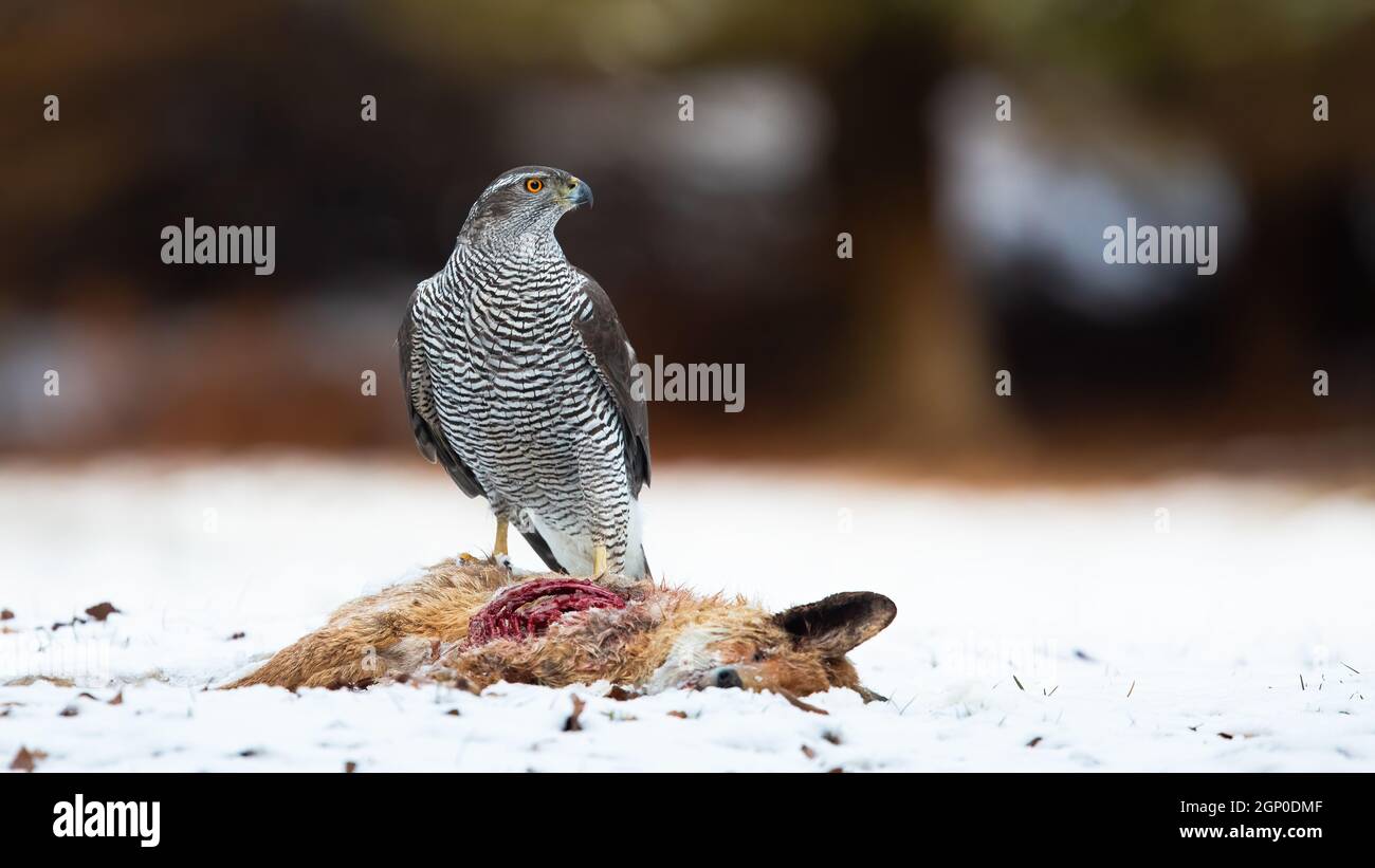 Nördlicher Habicht, accipiter gentilis, der im Winter auf weißer Wiese ...