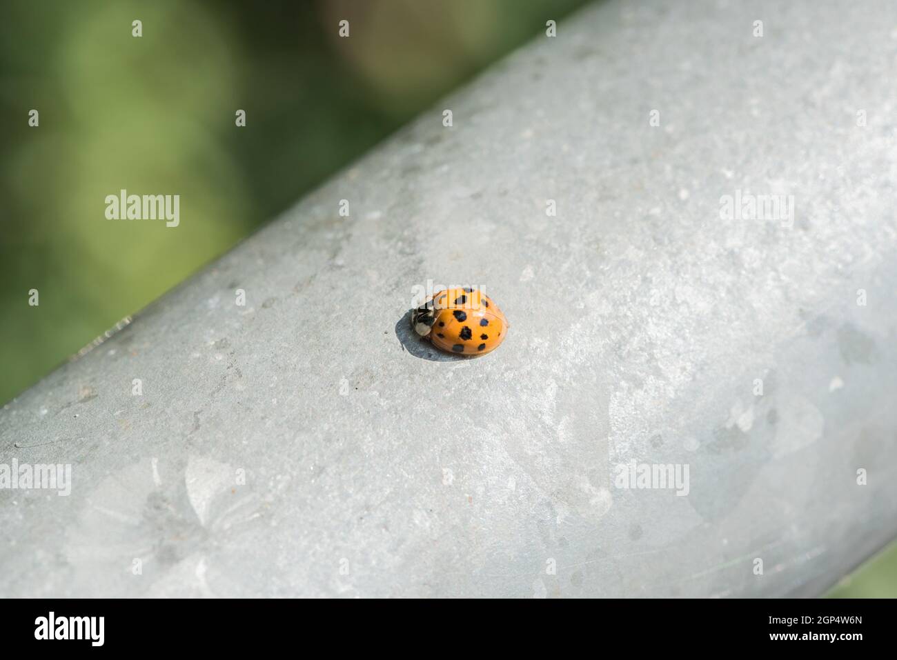 Coccinelle (marienkäfer) -Fotos und -Bildmaterial in hoher Auflösung – Alamy