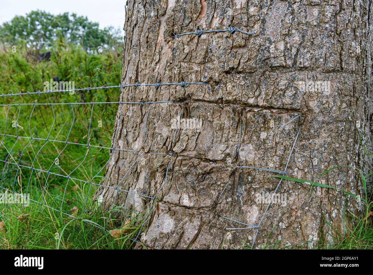 Baum wächst um einen zaun -Fotos und -Bildmaterial in hoher Auflösung ...