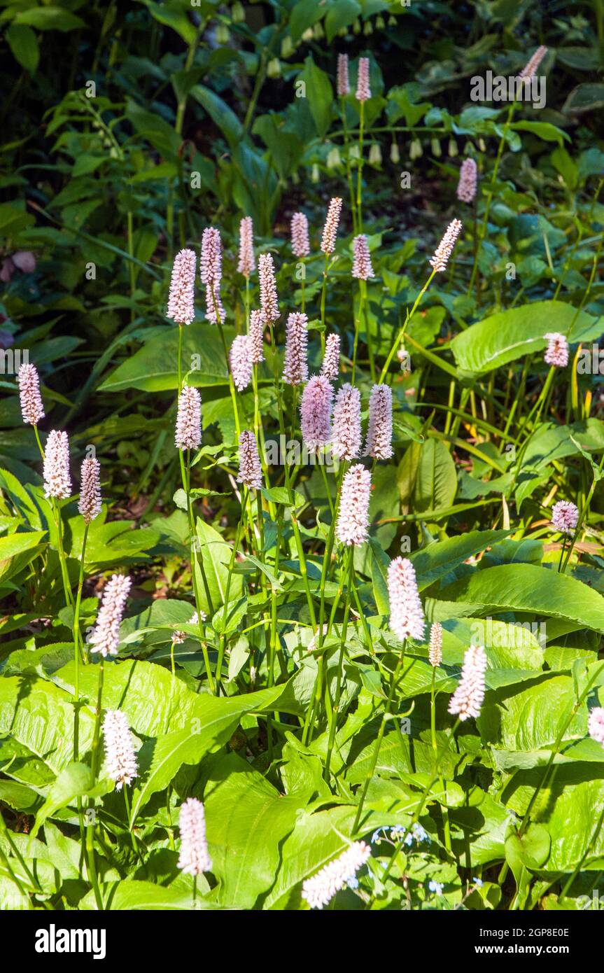 Rosa winterharte staude -Fotos und -Bildmaterial in hoher Auflösung – Alamy