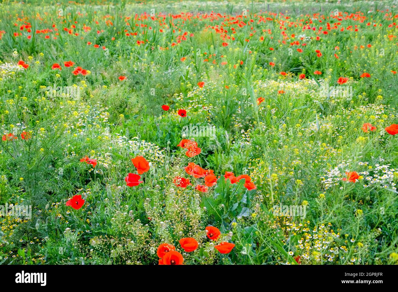 Mohnblumenfeld sonne toskana -Fotos und -Bildmaterial in hoher ...