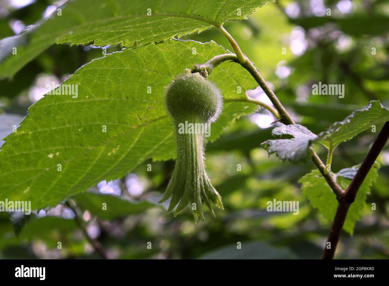 Schnabel hasel -Fotos und -Bildmaterial in hoher Auflösung – Alamy