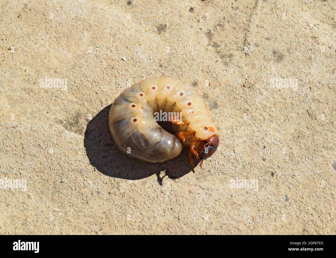 Die Larven der Maikäfer. Weißen Käferlarven auf einem Holzbrett ...