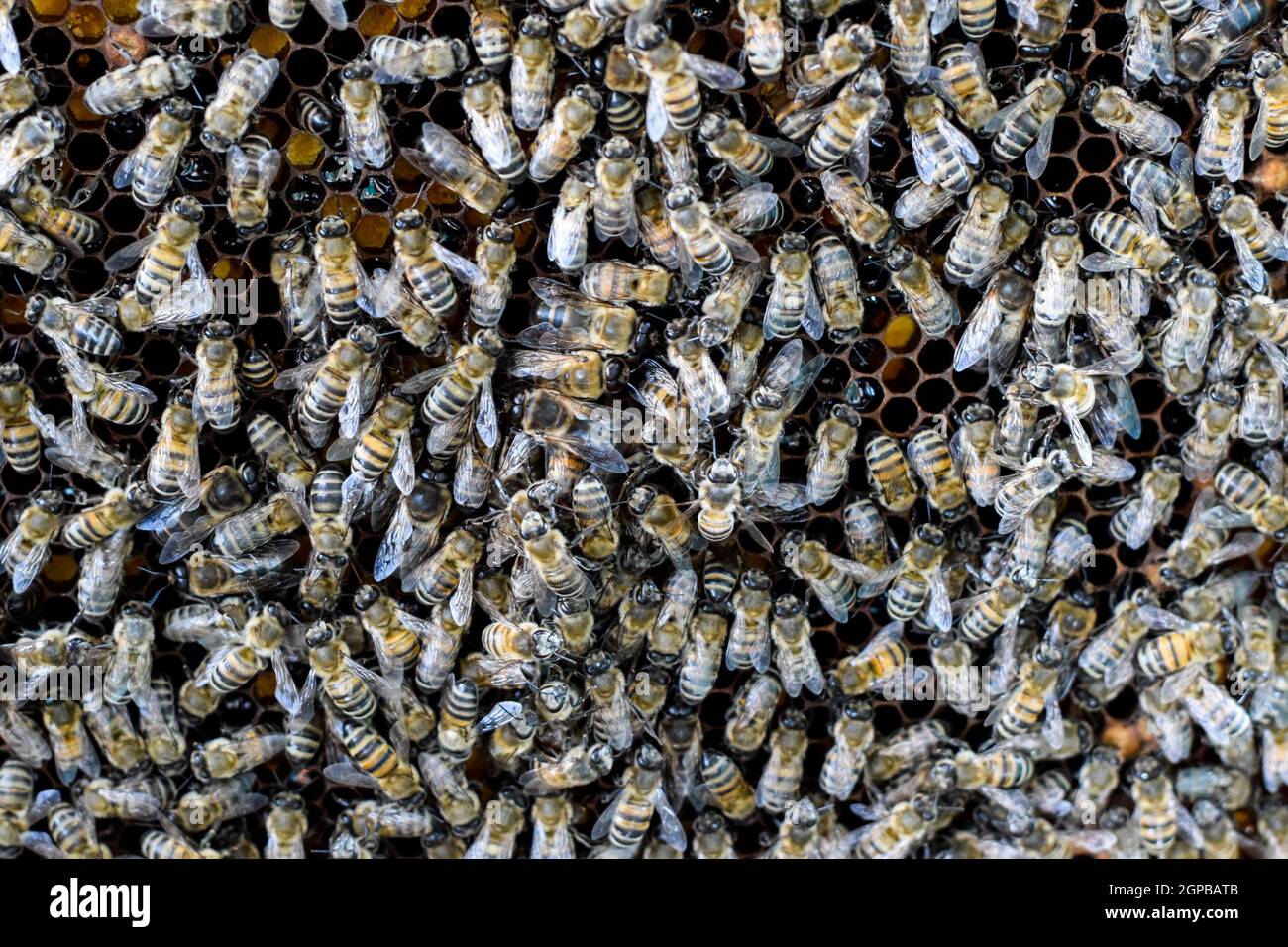 Eine dichte Ansammlung von Schwärme von Bienen im Nest. Ein Schwarm von ...