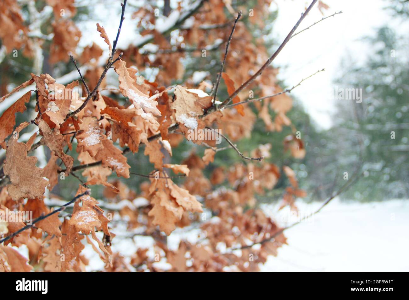 Trockene, vom Schnee bedeckte Eichenblätter auf dem Ast des Baumes. Der ...