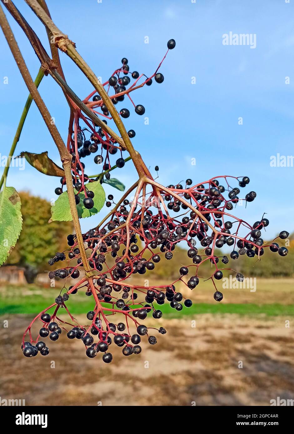 Schwarze Beeren Am Baum