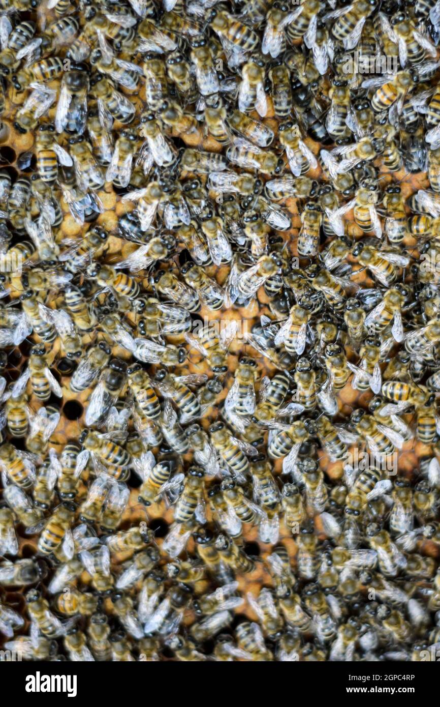 Eine dichte Ansammlung von Schwärme von Bienen im Nest. Ein Schwarm von ...