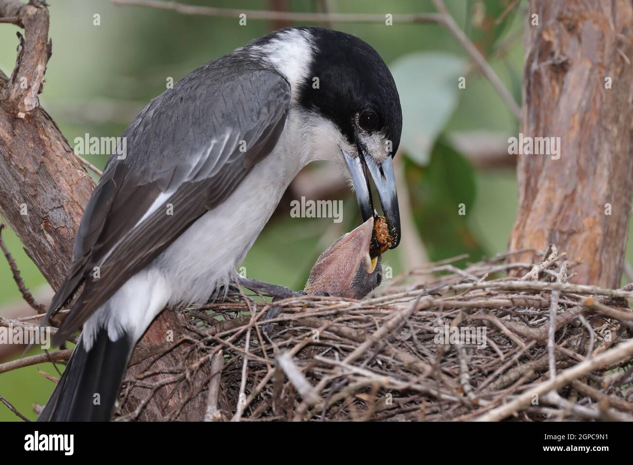 A young butcher -Fotos und -Bildmaterial in hoher Auflösung – Alamy