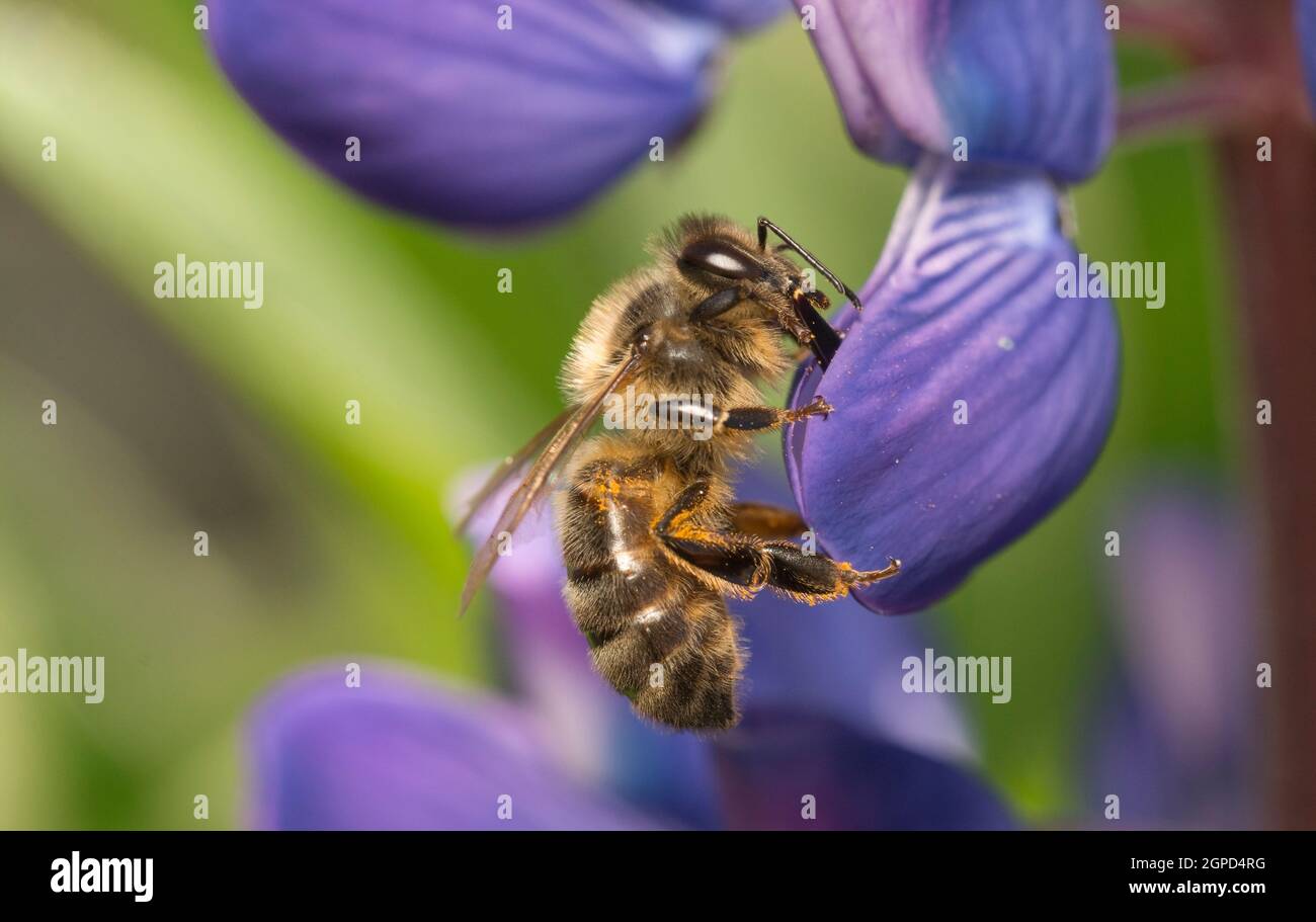 Dunkle biene -Fotos und -Bildmaterial in hoher Auflösung – Alamy