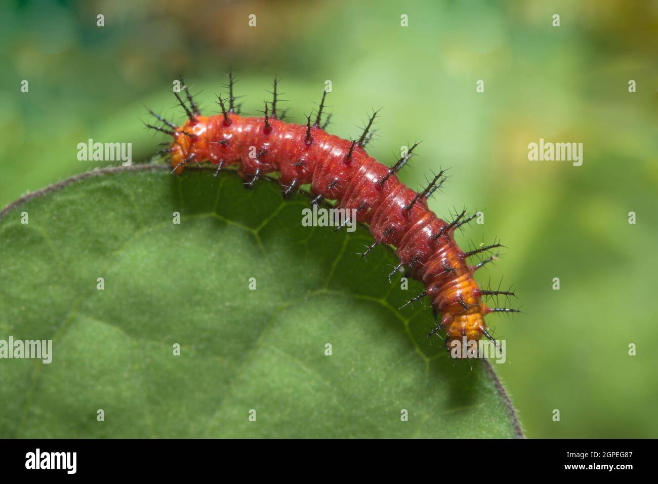Kaiserliche raupe -Fotos und -Bildmaterial in hoher Auflösung – Alamy