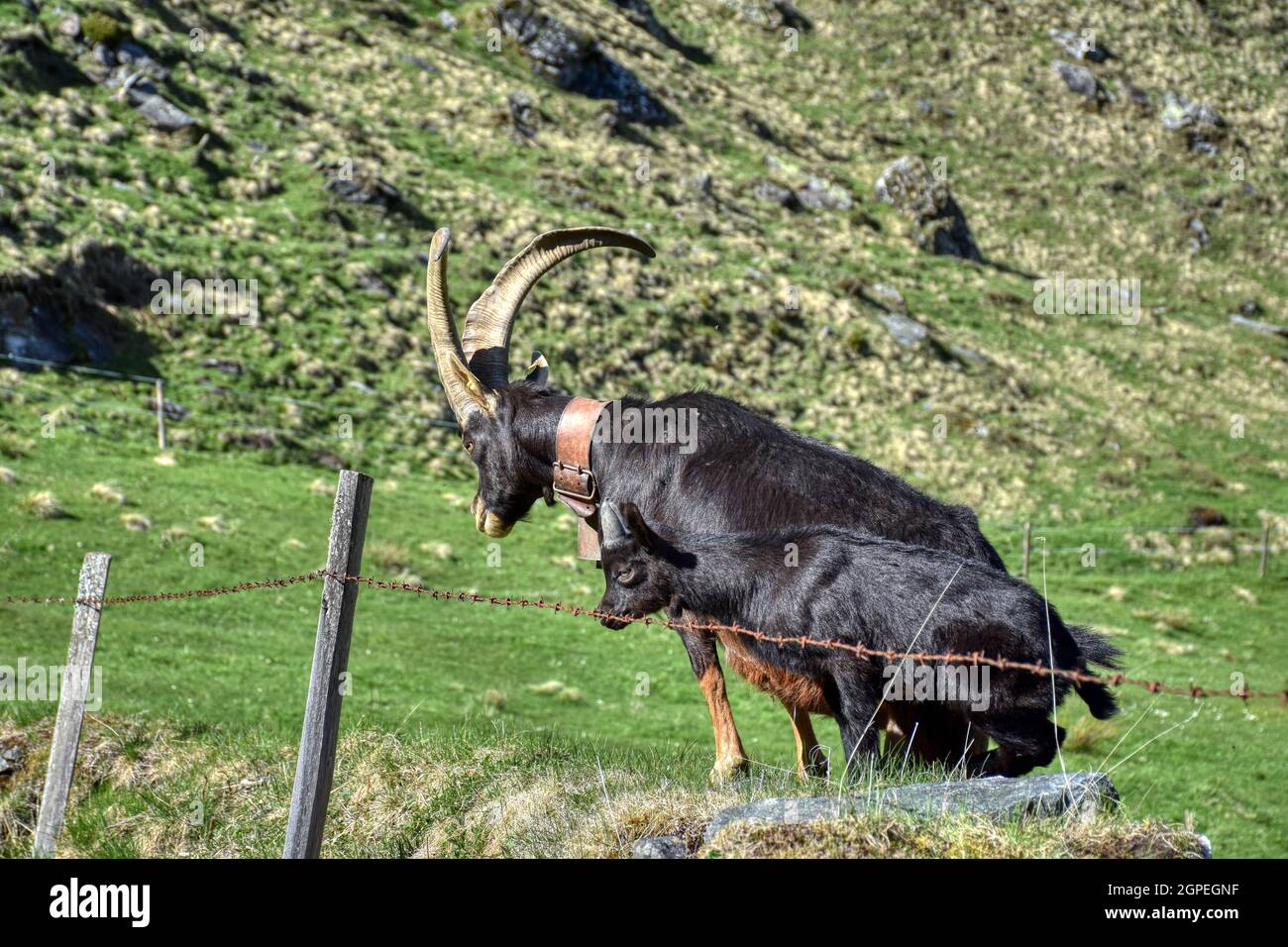 Pinzgauer Ziege, Ziege, Gebirgsziege, Horn, Hörner, Ziegenbock ...