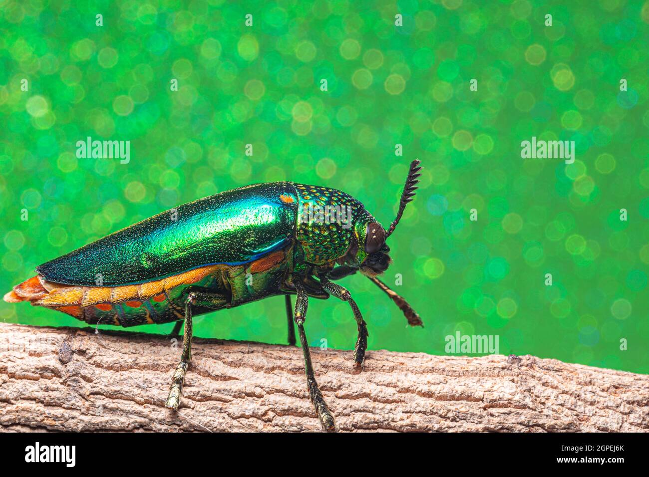 Buprestid käfer -Fotos und -Bildmaterial in hoher Auflösung – Alamy