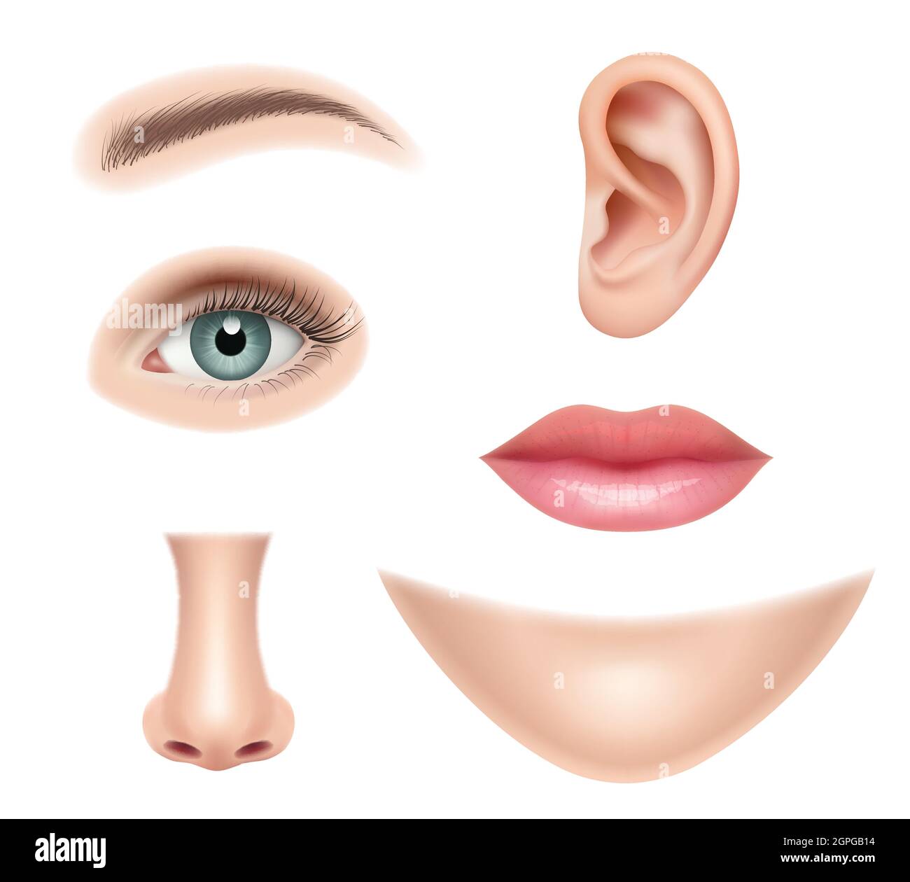 Gesicht realistisch. Menschliche Teile Nase Kopf Augen Mund Vektor ...