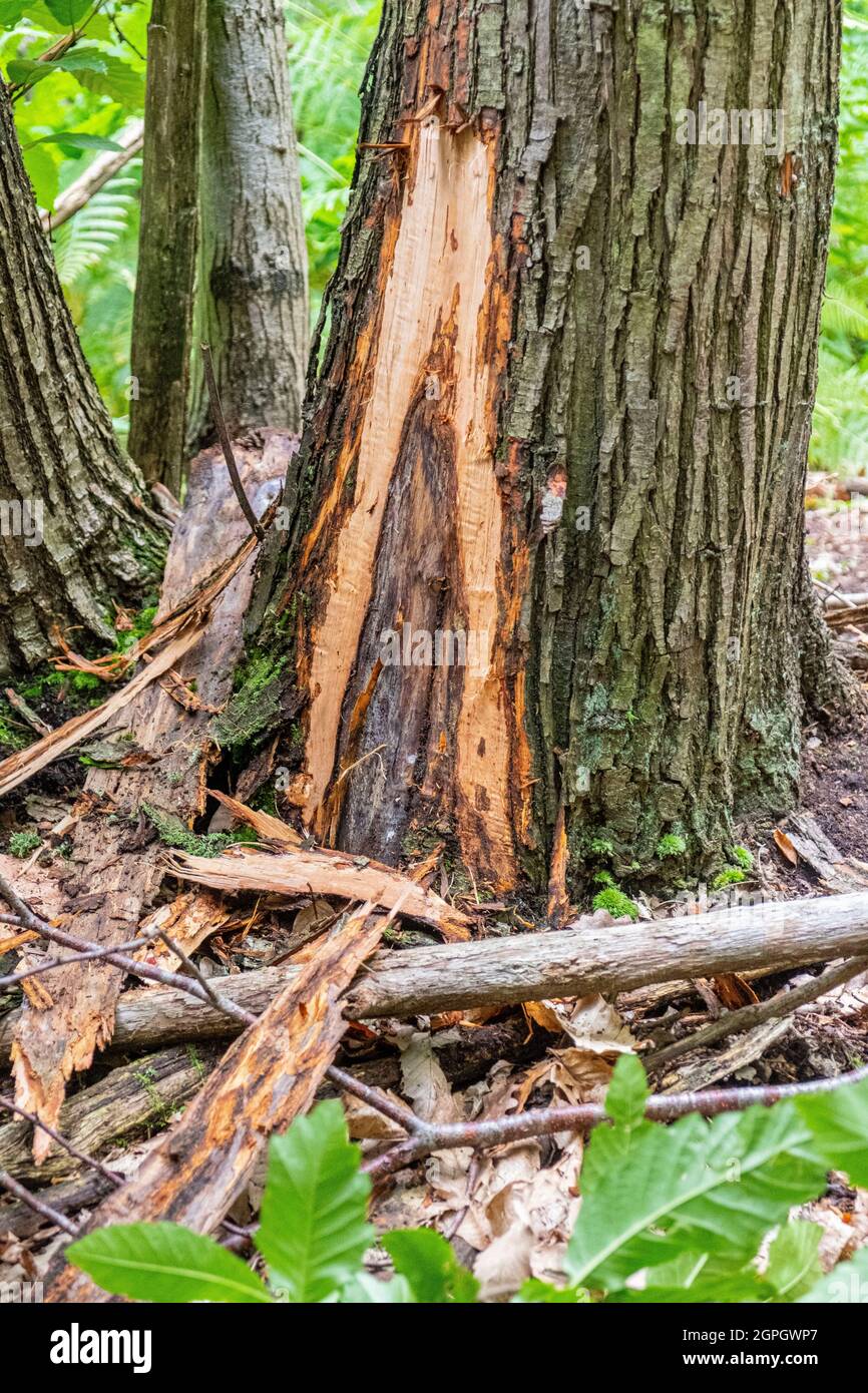 Frankreich, Val d'Oise, Montmorency Forest, Ink Disease (pathogener ...