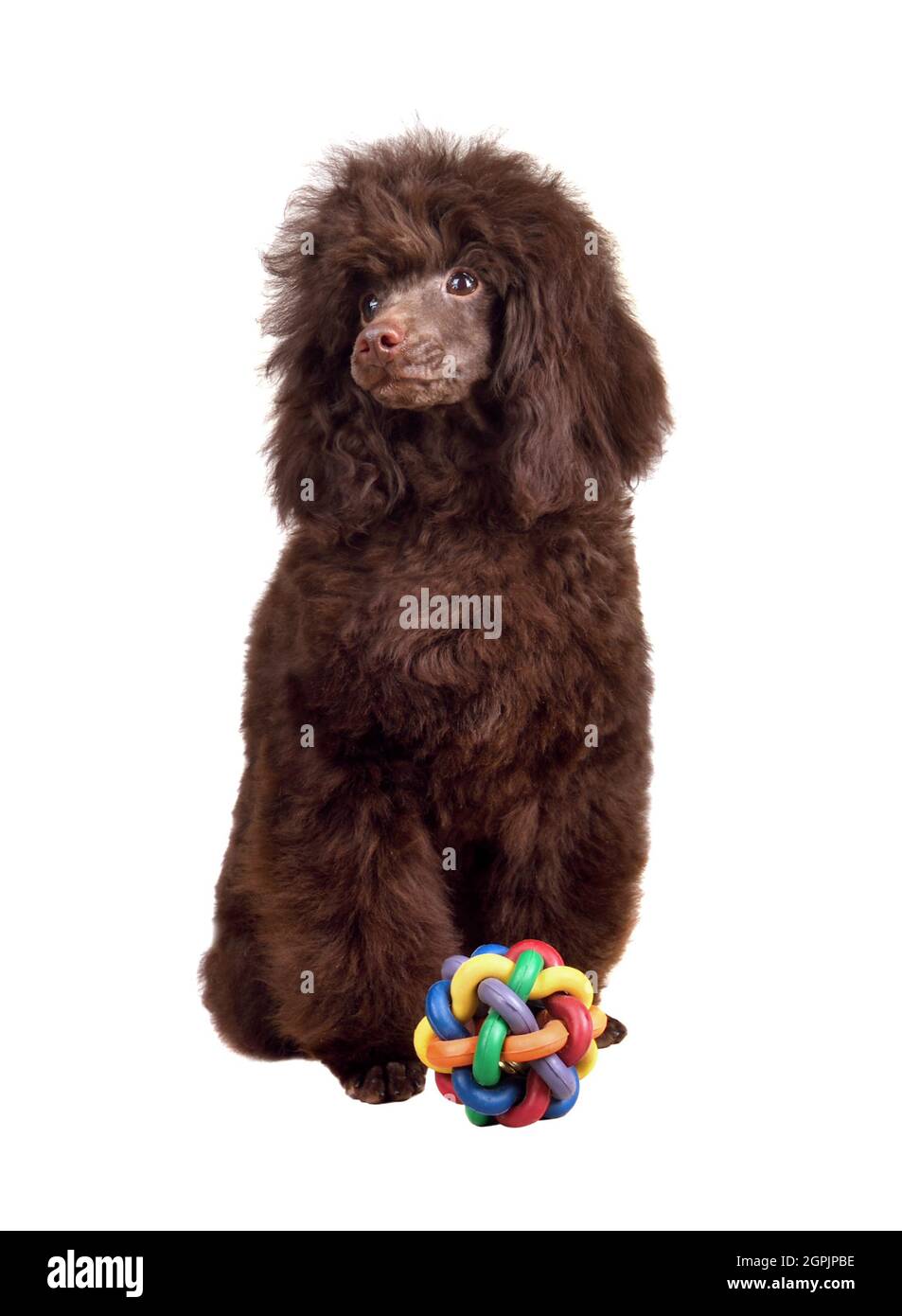 Pudel caniche Ausgeschnittene Stockfotos und -bilder - Alamy