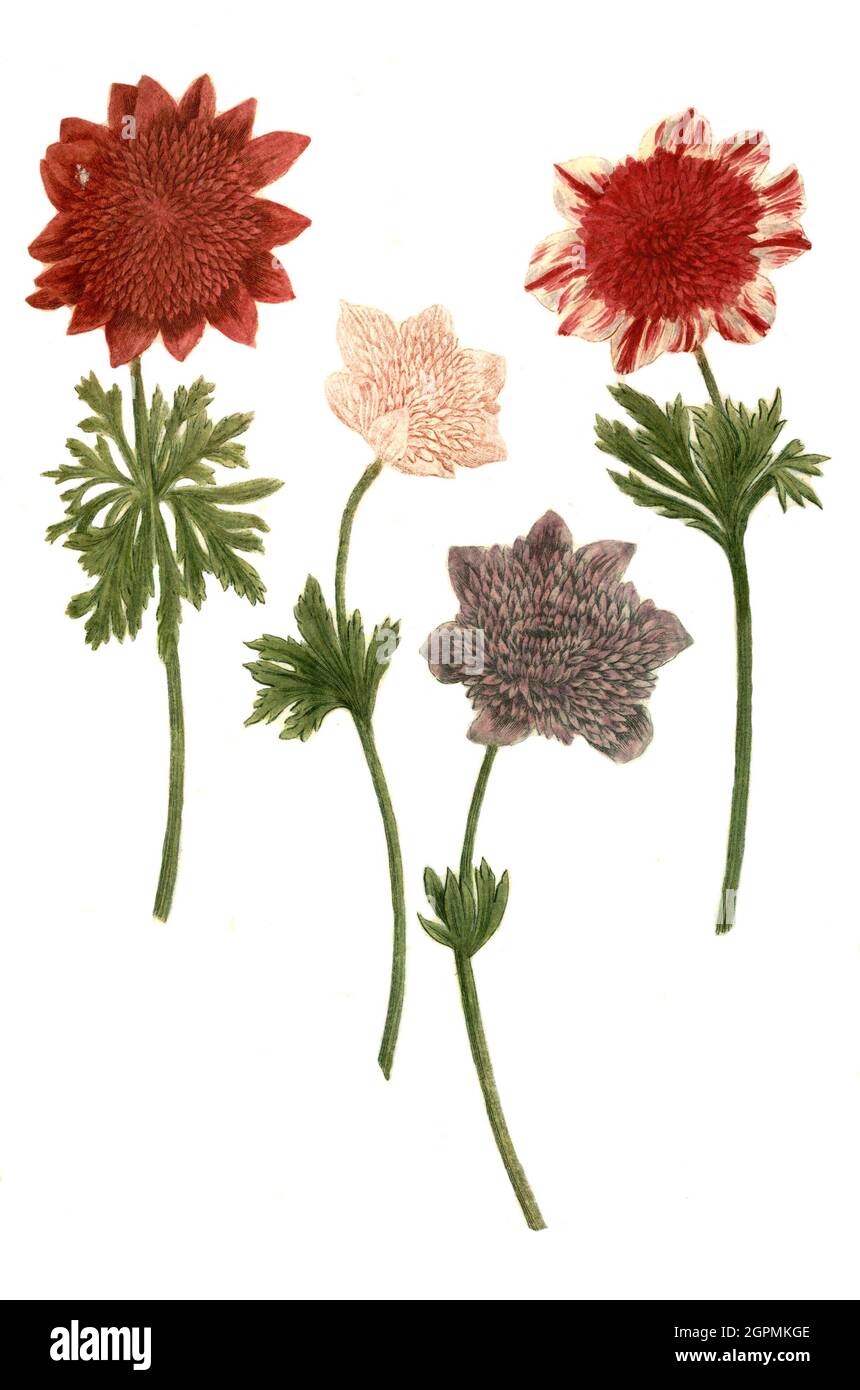 Flore rubro -Fotos und -Bildmaterial in hoher Auflösung – Alamy