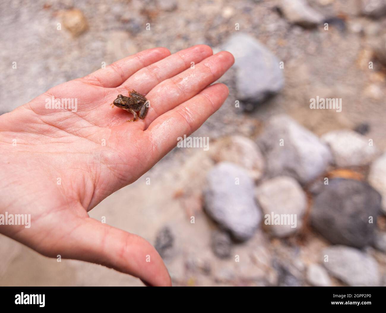 Frosch Auf Menschliche Hand Stockfotos und -bilder Kaufen - Alamy