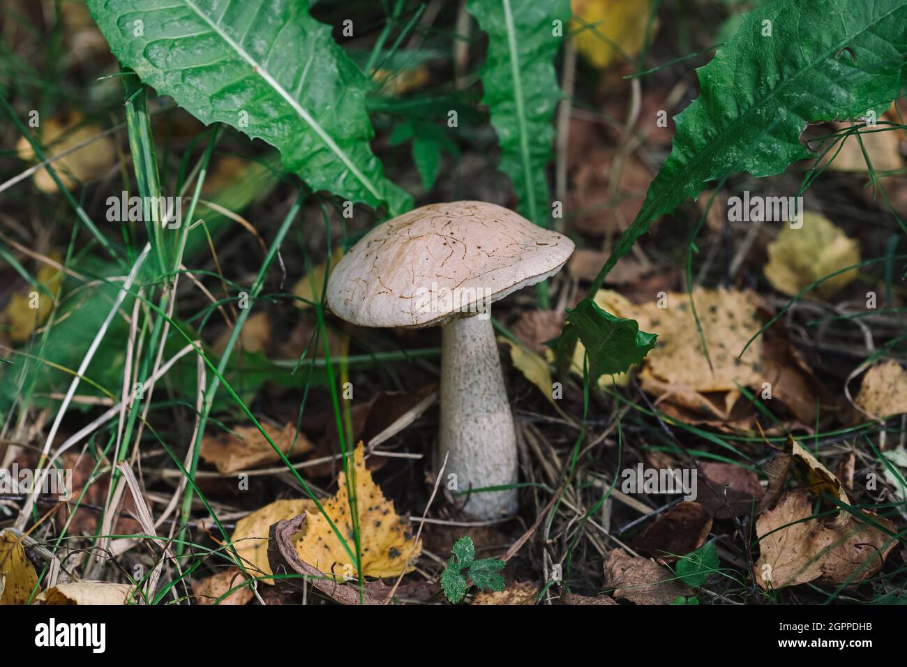Essbare Pilze im Gras Nahaufnahme mit selektivem Fokus und ...