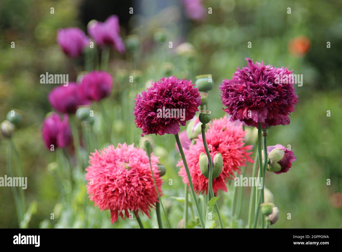 Papaver somnifera -Fotos und -Bildmaterial in hoher Auflösung – Alamy