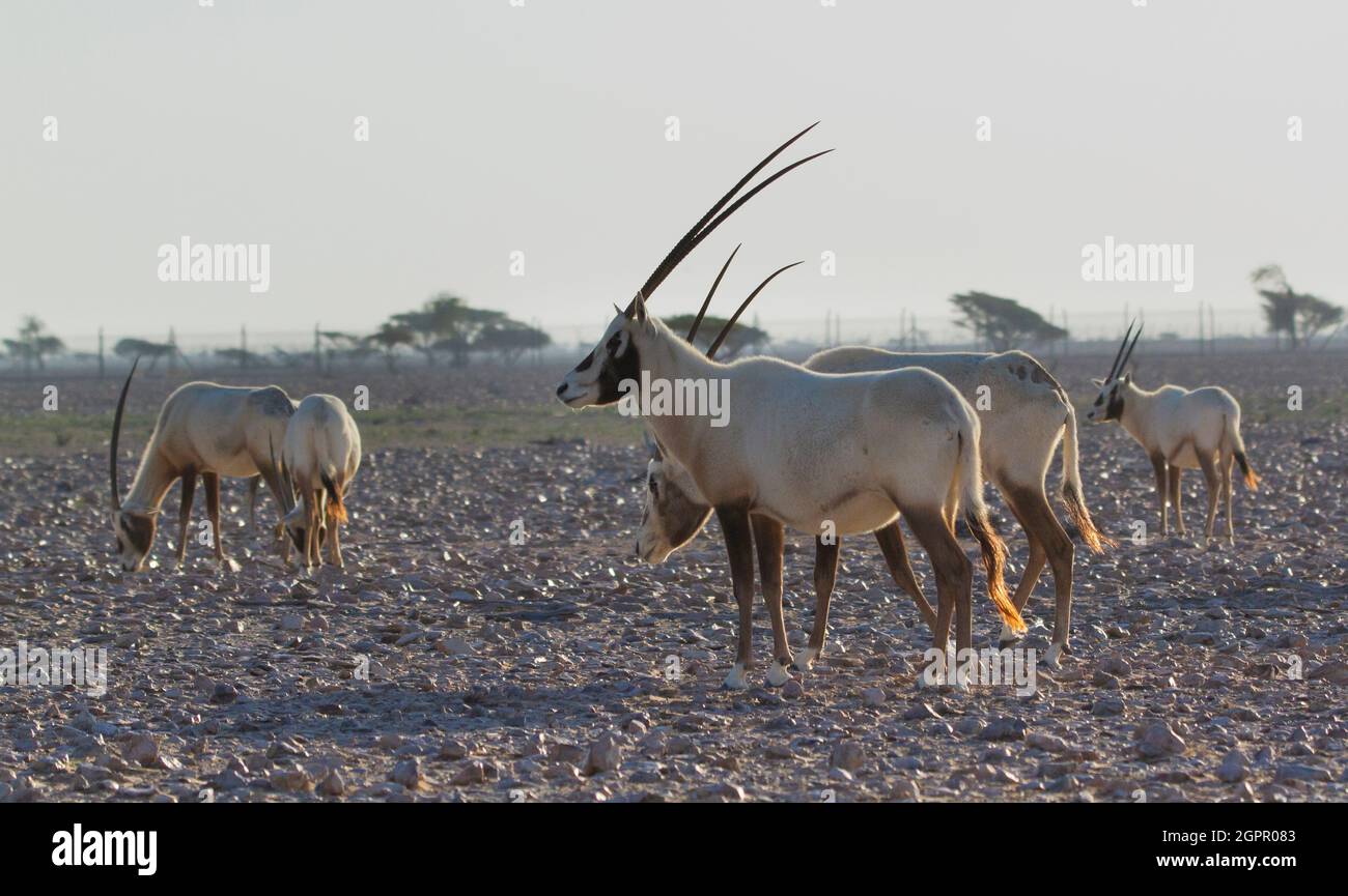 Springbok mating -Fotos und -Bildmaterial in hoher Auflösung – Alamy