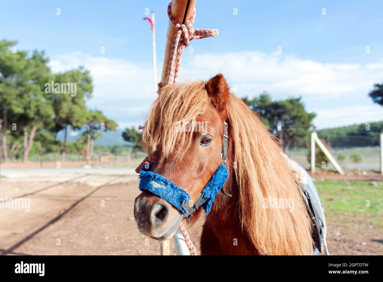 Heimisches pony -Fotos und -Bildmaterial in hoher Auflösung – Alamy