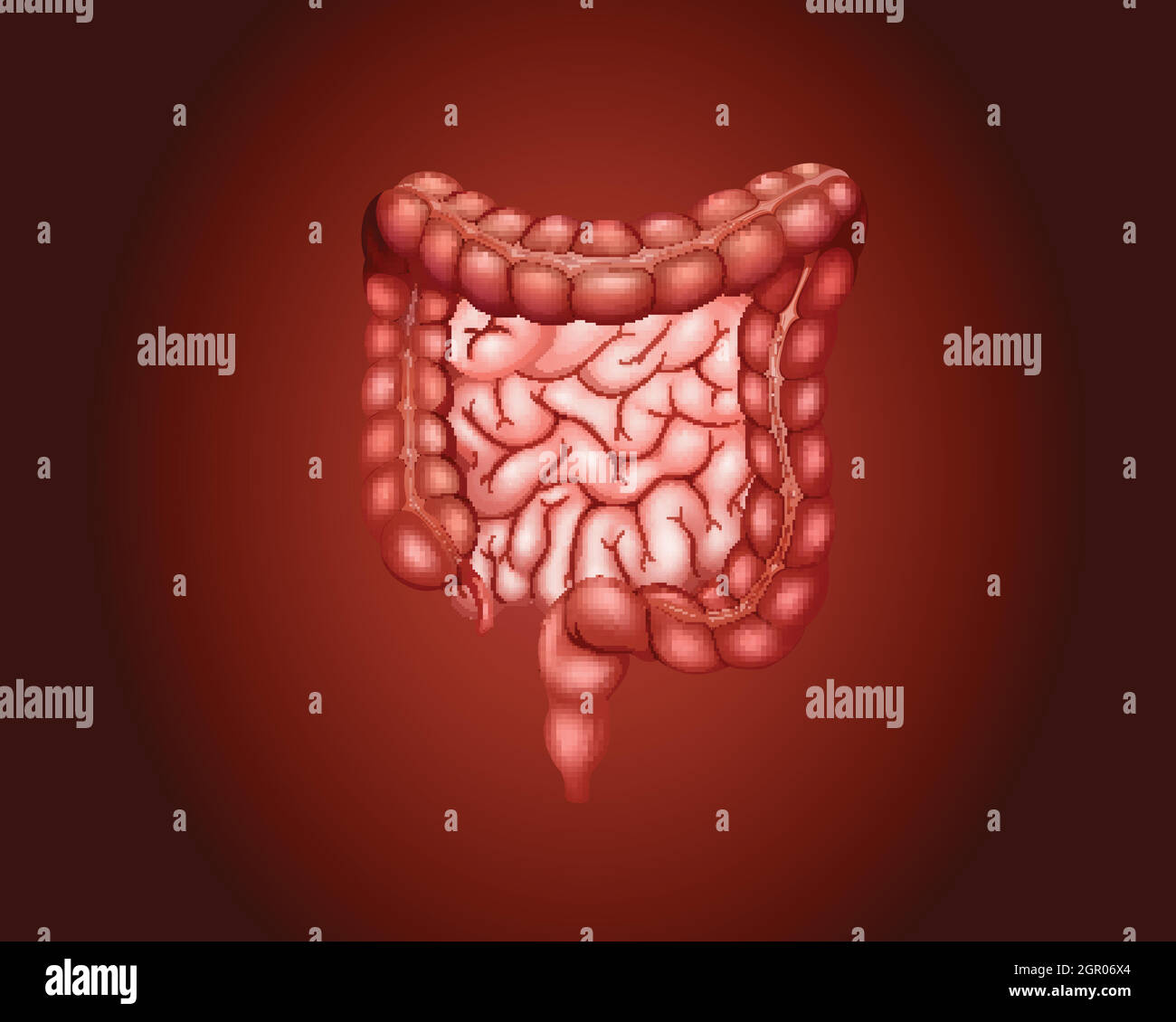 Menschlicher darm -Fotos und -Bildmaterial in hoher Auflösung – Alamy