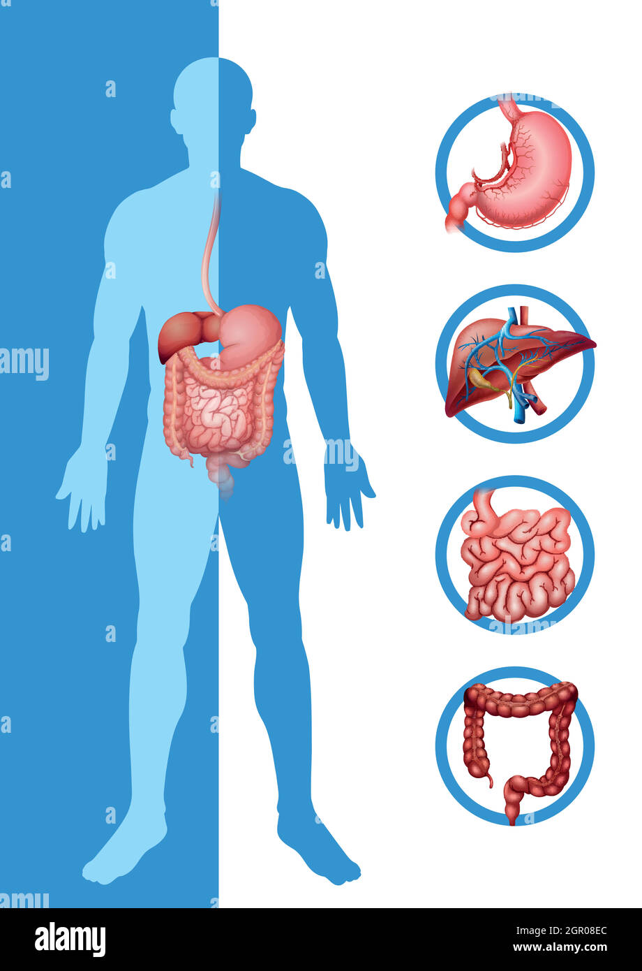 Anatomie des Menschen mit verschiedenen Organen Stock-Vektorgrafik - Alamy