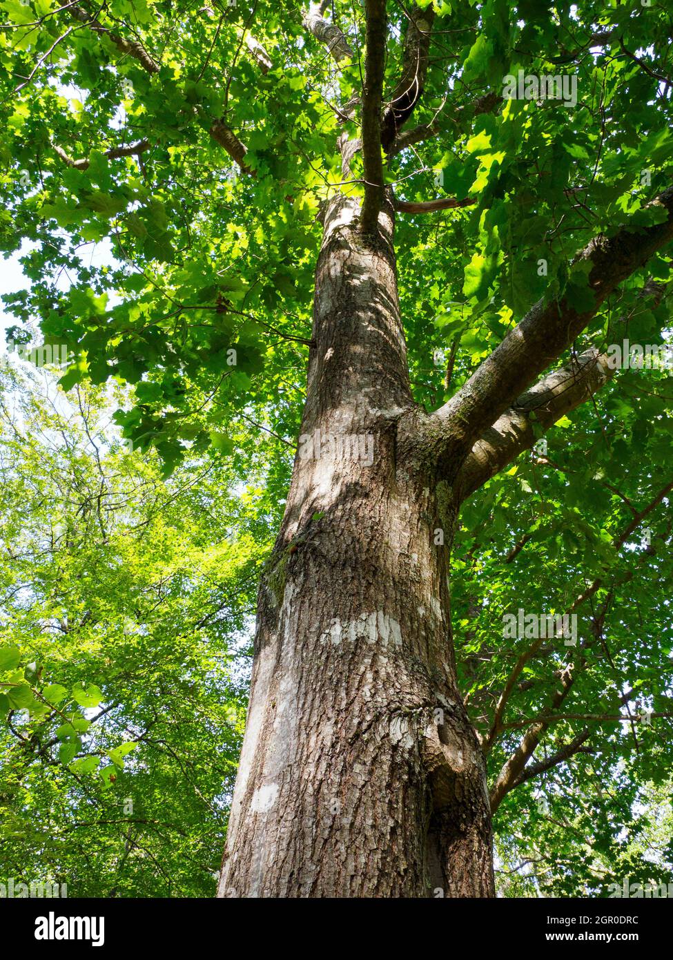 Quercus rubra bark -Fotos und -Bildmaterial in hoher Auflösung – Alamy