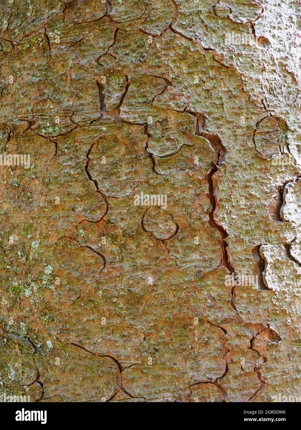 Fichte rinde close up -Fotos und -Bildmaterial in hoher Auflösung – Alamy
