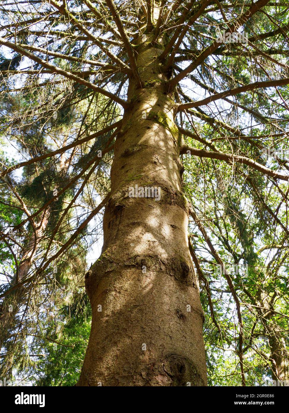 Norwegen fichte baum -Fotos und -Bildmaterial in hoher Auflösung – Alamy