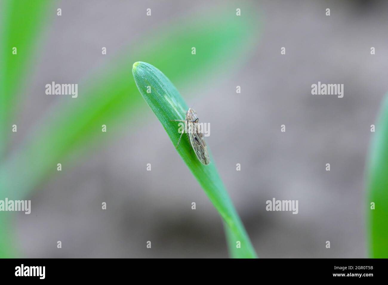 Leafhopper Psammotettix alienus aus der Familie Cicadellidae. Es ist ...