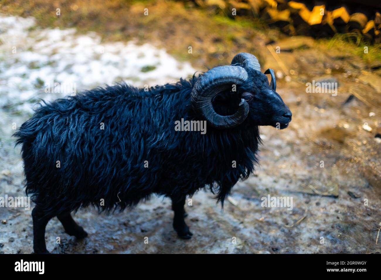 Ouessant schafe hautnah -Fotos und -Bildmaterial in hoher Auflösung – Alamy
