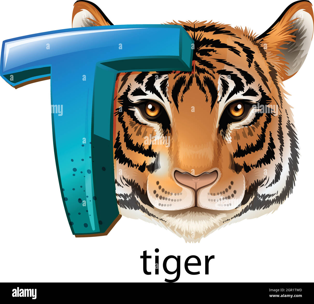 Tiger t -Fotos und -Bildmaterial in hoher Auflösung – Alamy