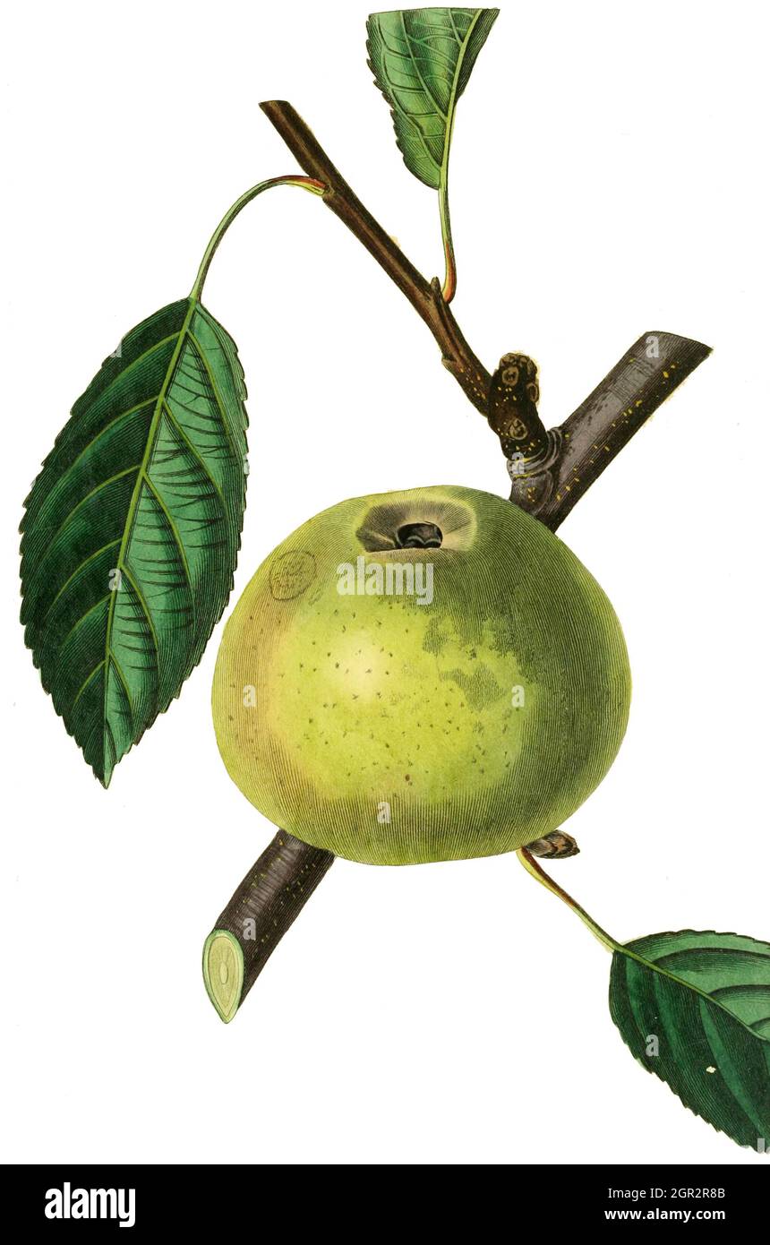 Apfel, Apfelsorte / The old Nonpareil Apple, kolorierter Stich aus The ...