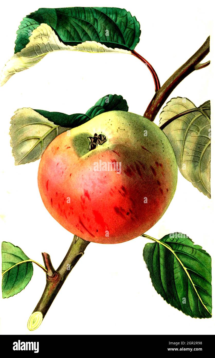 Apfel, Apfelsorte / der irische Pfirsichapfel, Irish Peach ist ein sehr ...