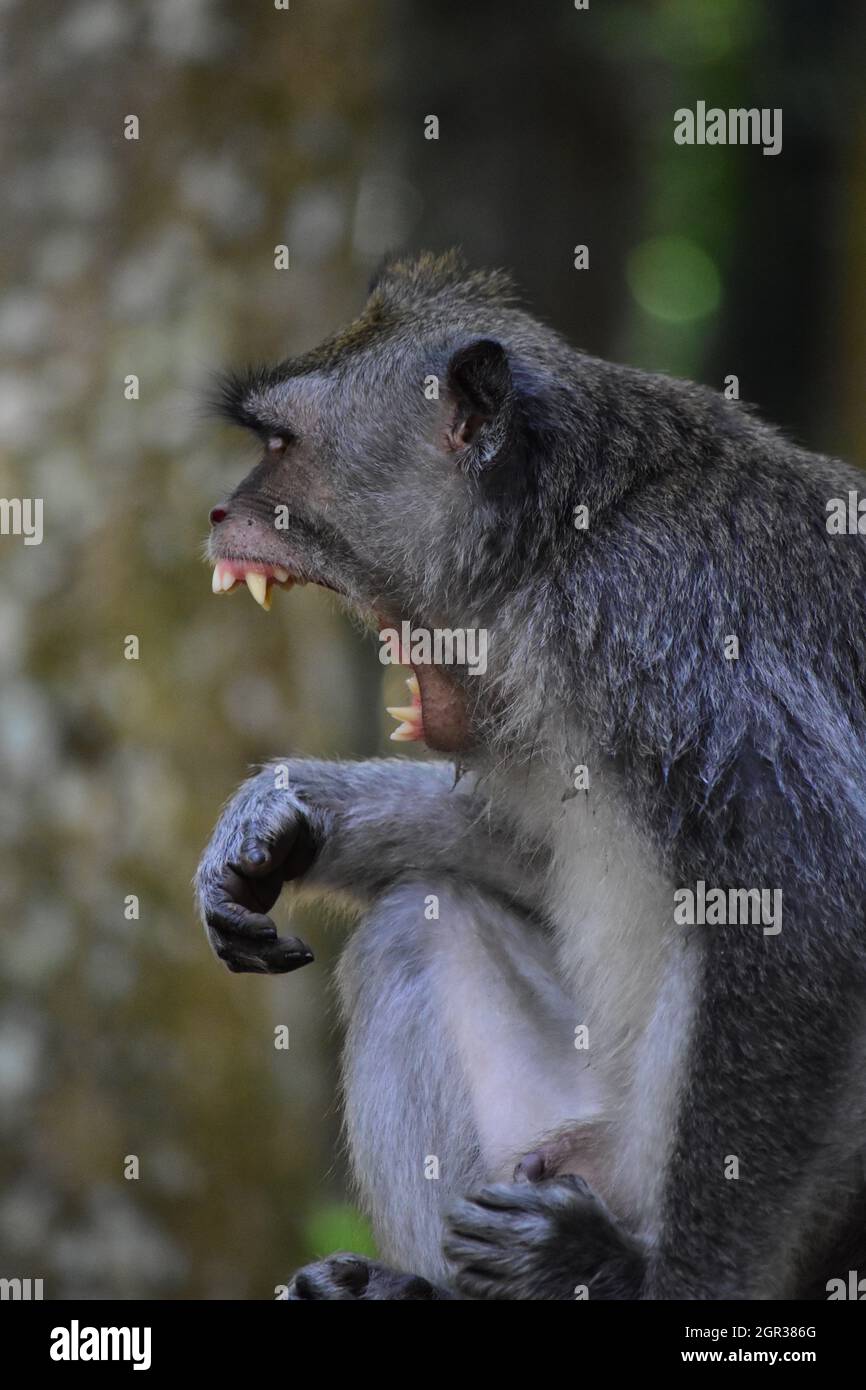 Roaring monkey -Fotos und -Bildmaterial in hoher Auflösung – Alamy
