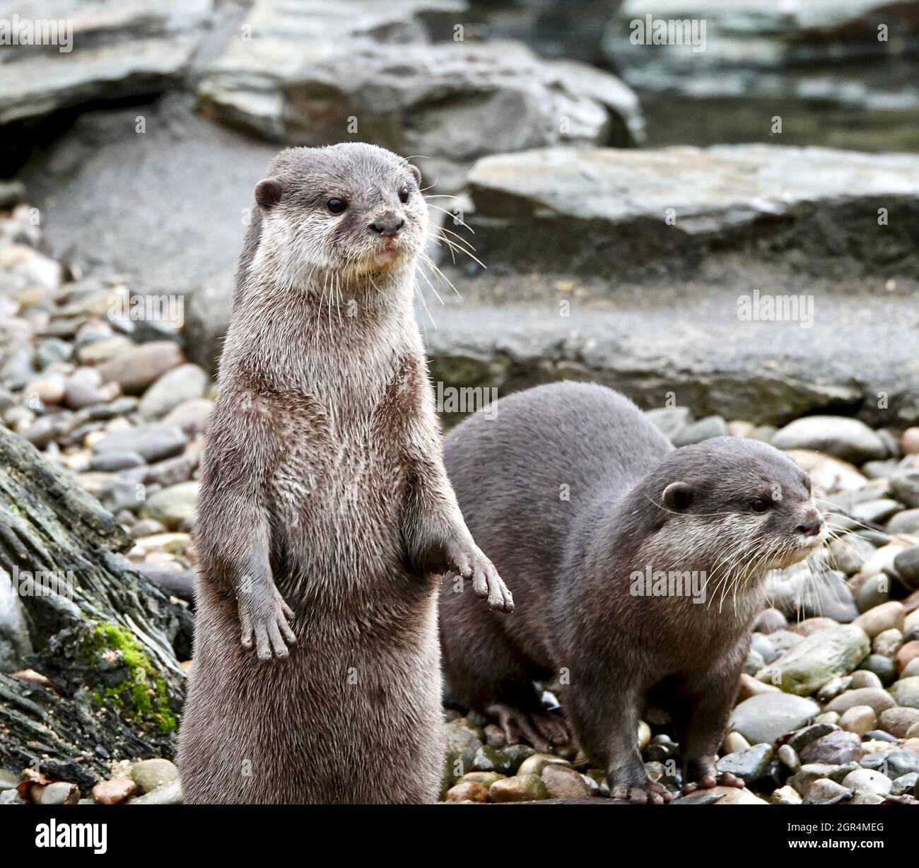 Two otters standing -Fotos und -Bildmaterial in hoher Auflösung – Alamy