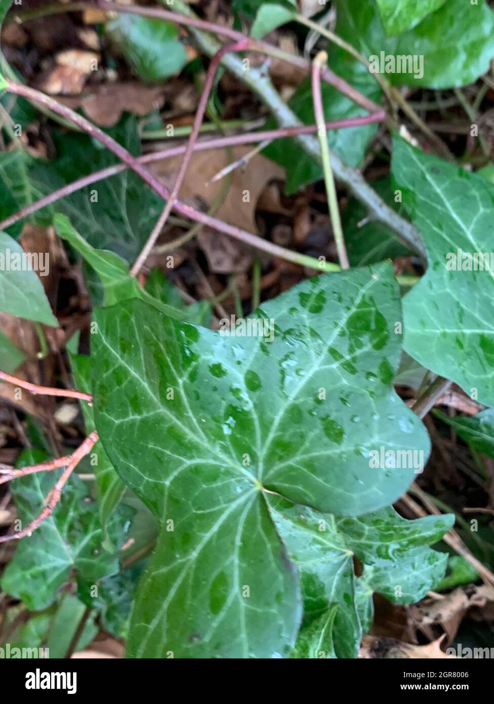 Nasser englischer efeu -Fotos und -Bildmaterial in hoher Auflösung – Alamy