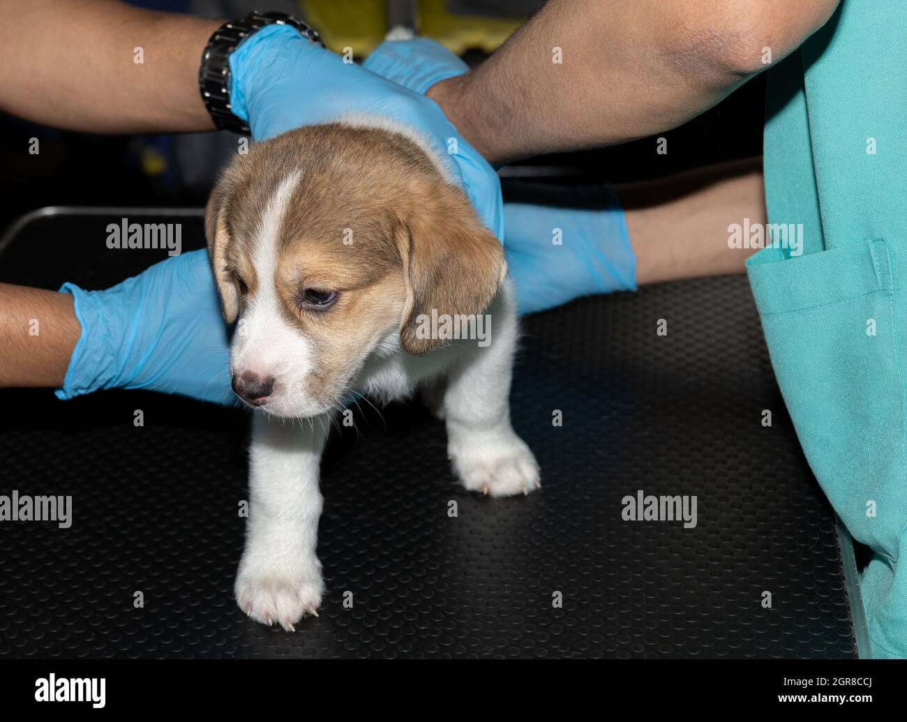 Tierarzt rektal untersuchung -Fotos und -Bildmaterial in hoher ...