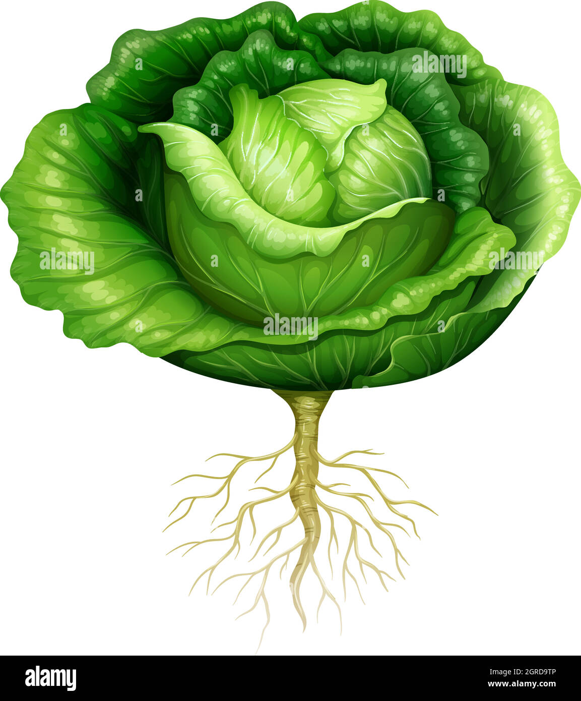 Kohl illustration Stock-Vektorgrafiken kaufen - Seite 2 - Alamy