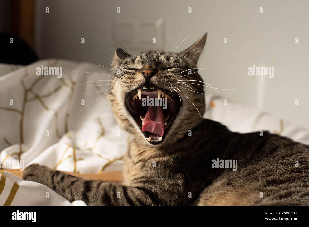 Mund details -Fotos und -Bildmaterial in hoher Auflösung – Alamy