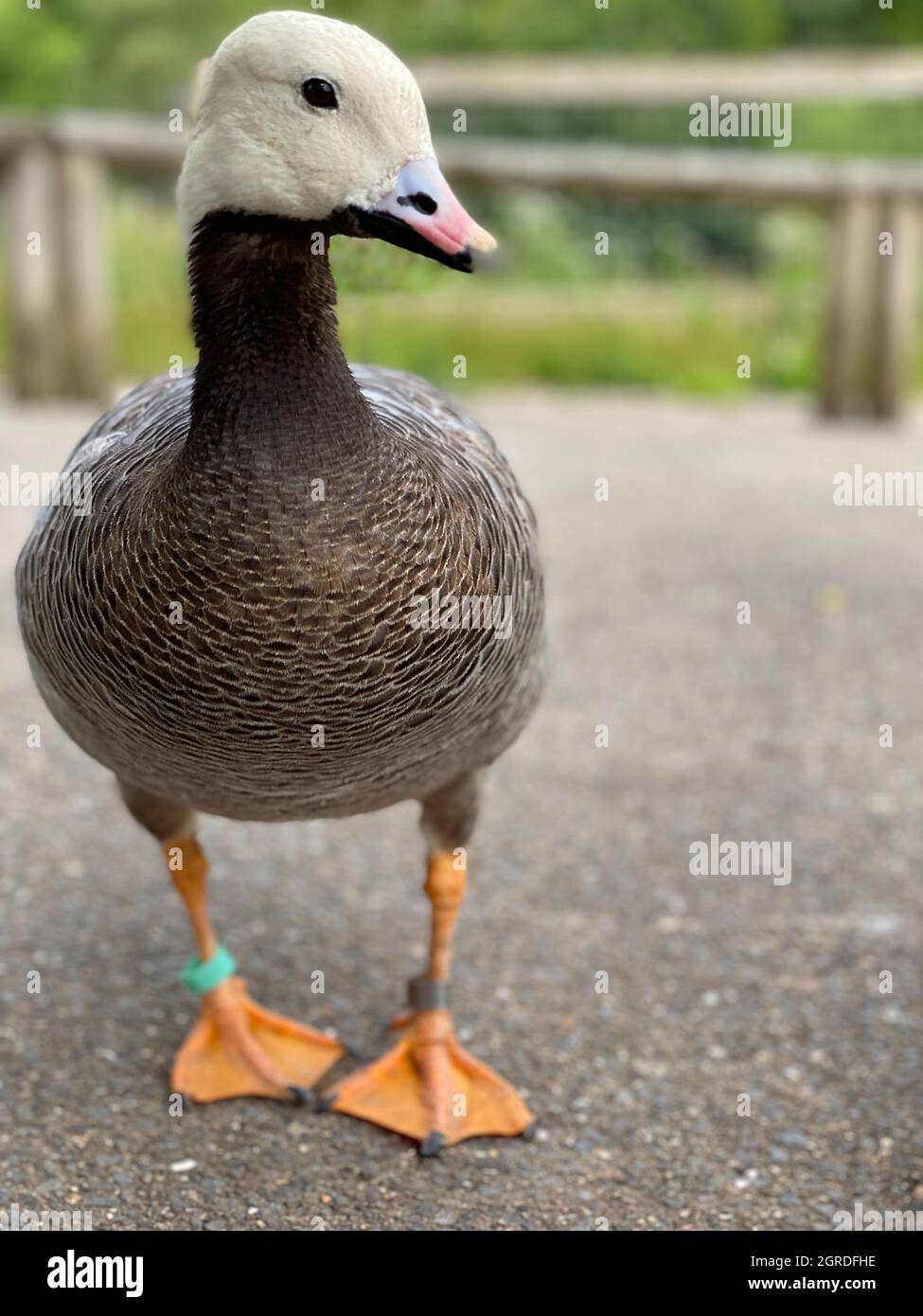 Schnabel voller fleisch -Fotos und -Bildmaterial in hoher Auflösung – Alamy