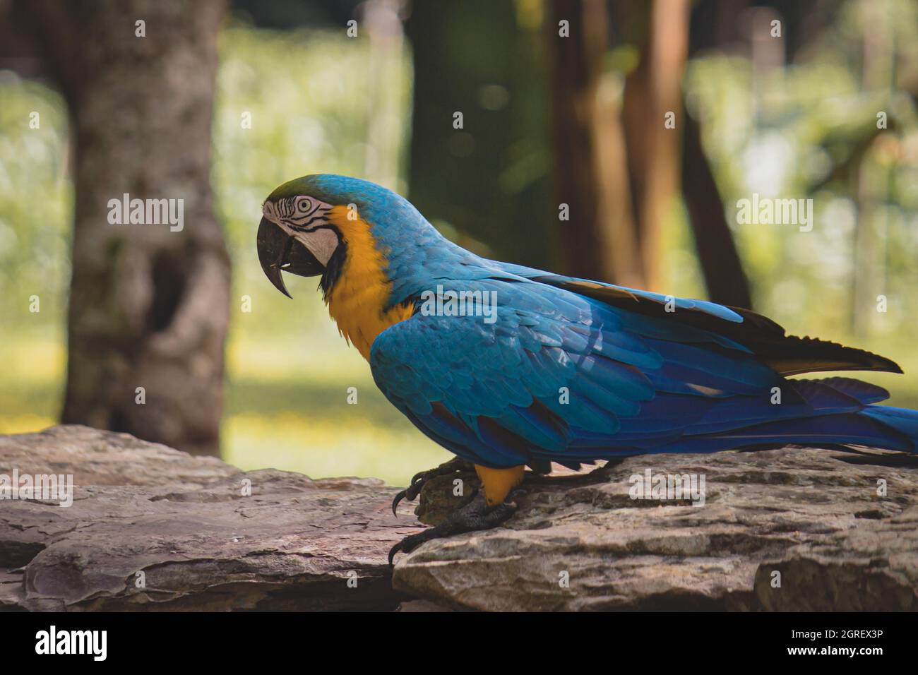 Blaue Arara Stockfotos und -bilder Kaufen - Alamy