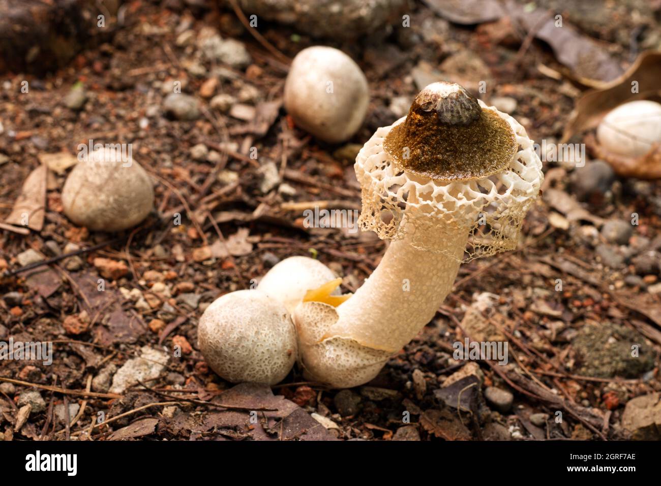 Phallus Indusiatus Stockfotos und -bilder Kaufen - Alamy