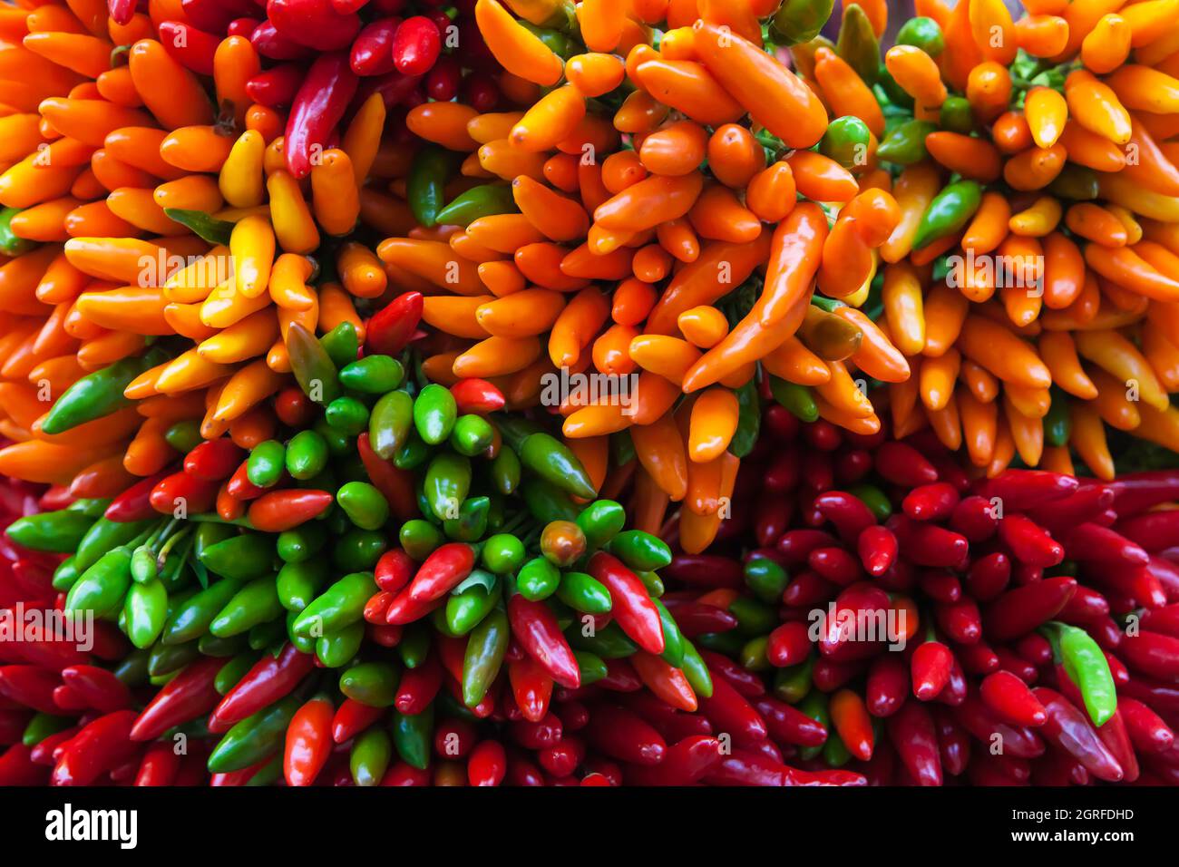 Chilli pod -Fotos und -Bildmaterial in hoher Auflösung – Alamy