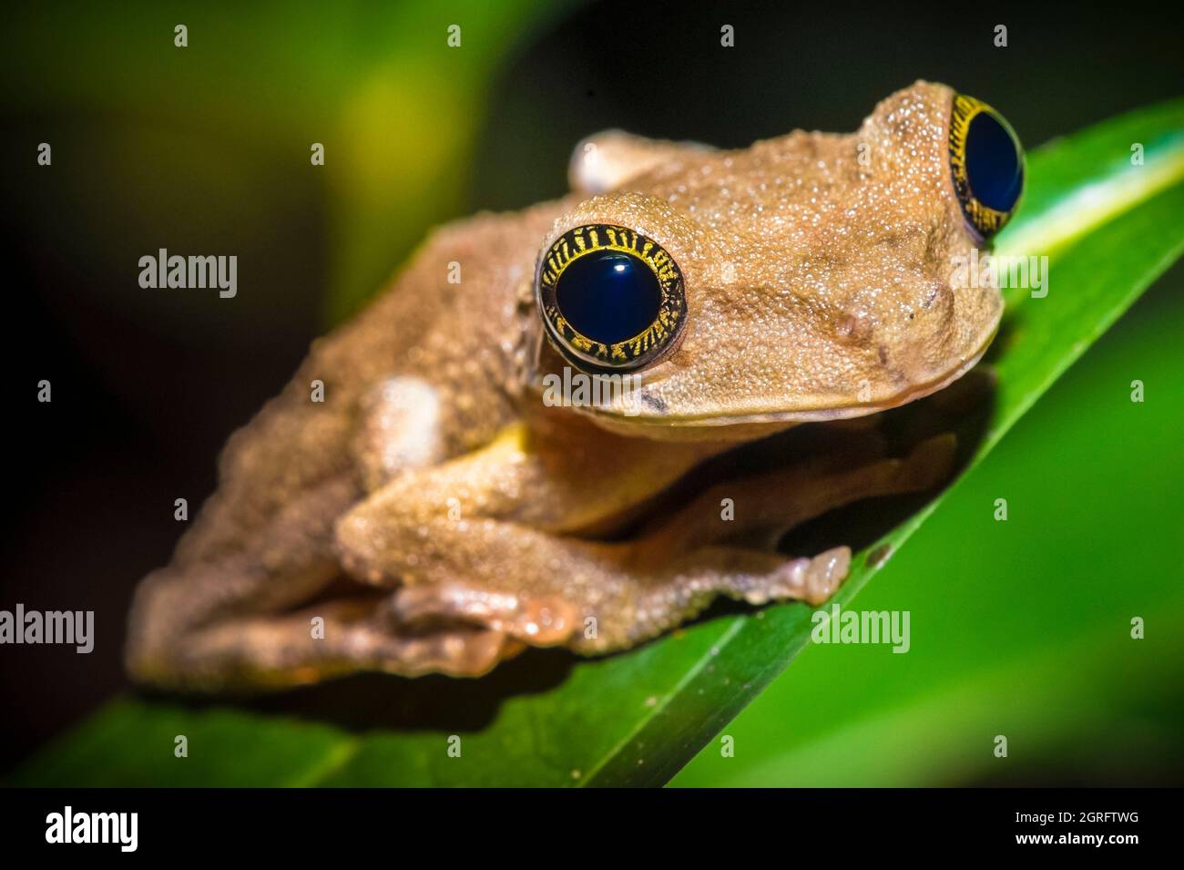 Laubfrosch osteocephalus taurinus -Fotos und -Bildmaterial in hoher ...