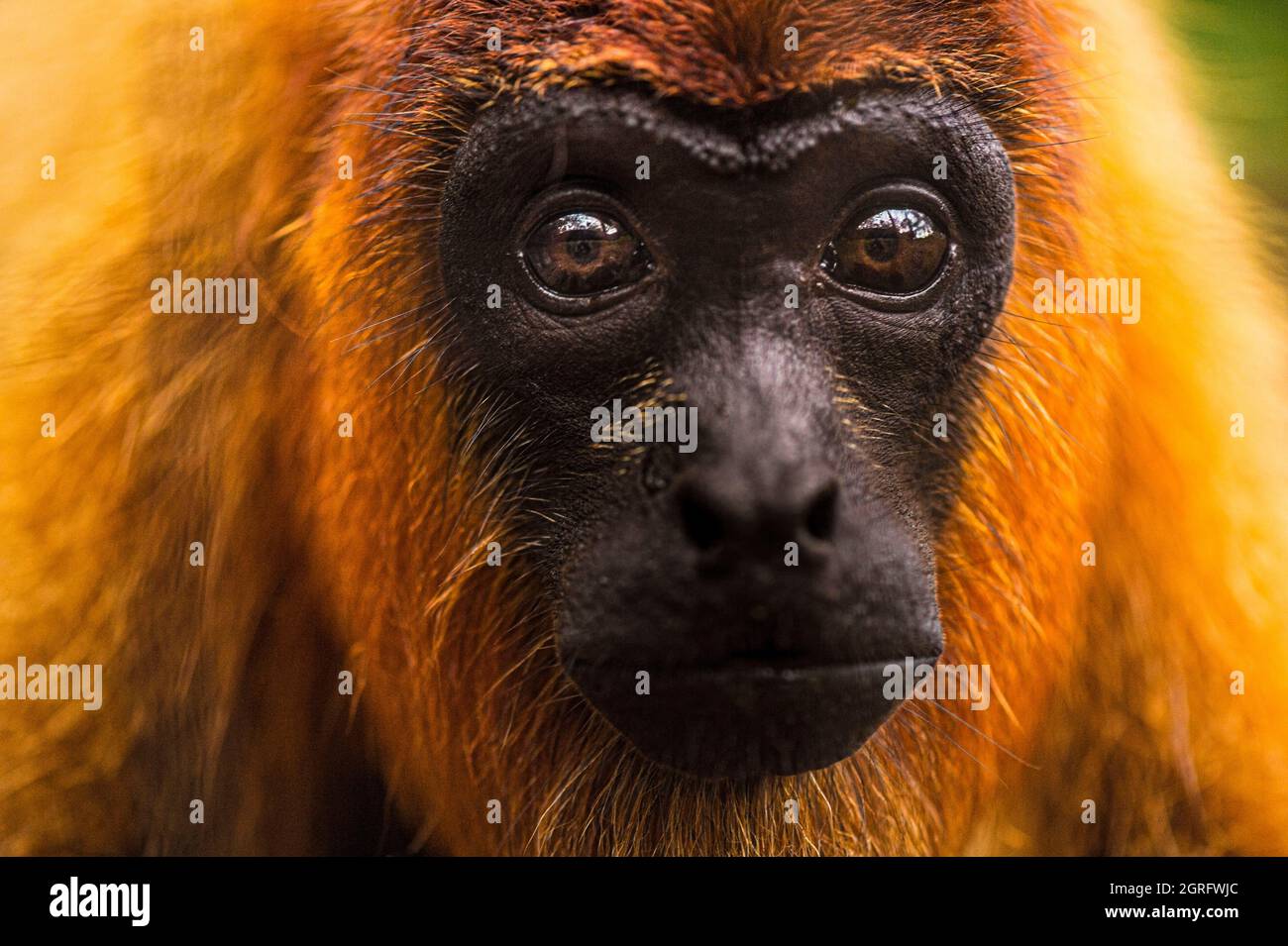 Exotische primaten -Fotos und -Bildmaterial in hoher Auflösung – Alamy