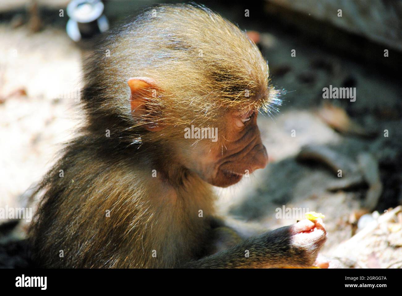 Denkender pavian nah oben -Fotos und -Bildmaterial in hoher Auflösung ...