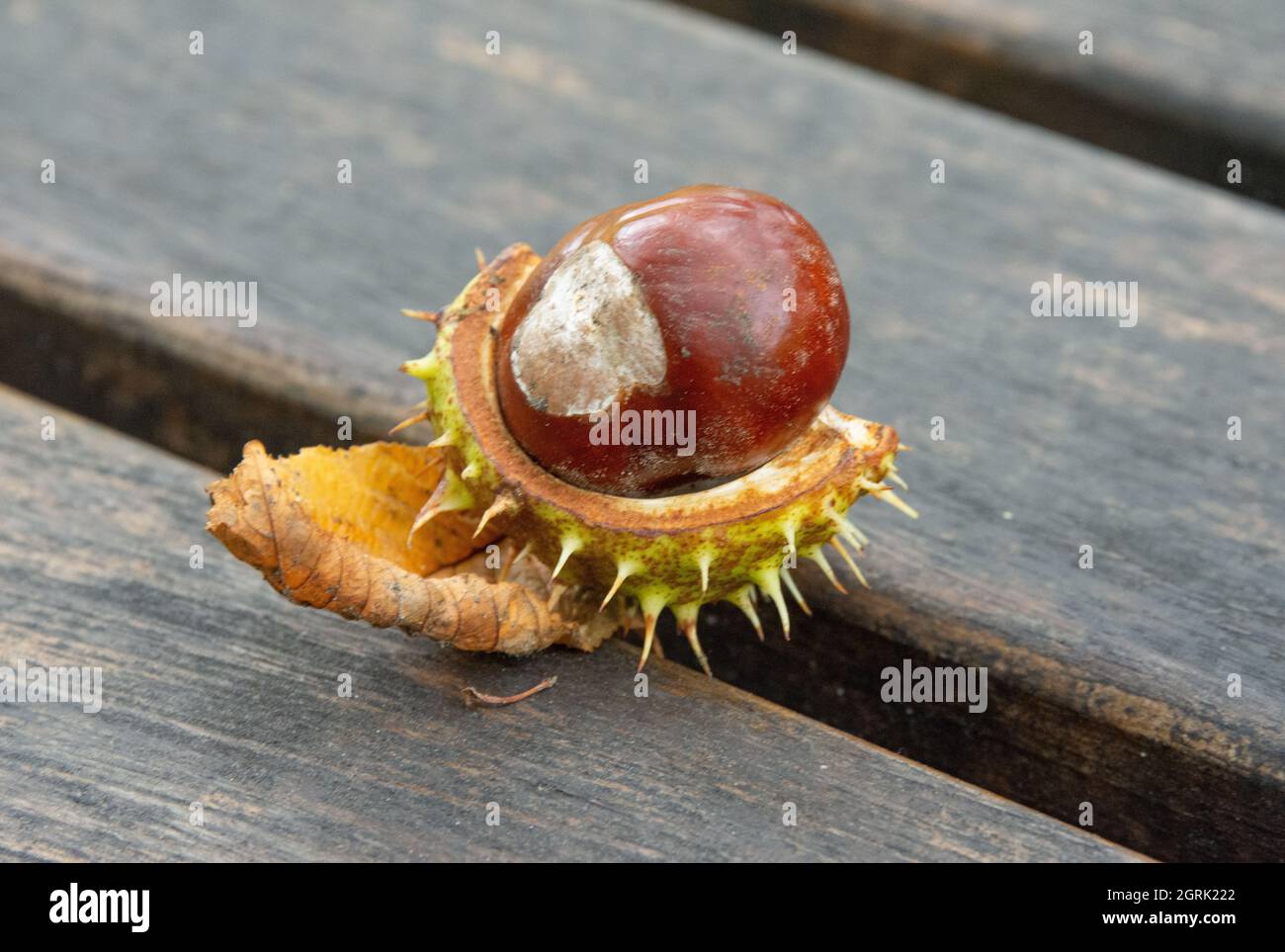 Kastanie frucht illustration -Fotos und -Bildmaterial in hoher ...