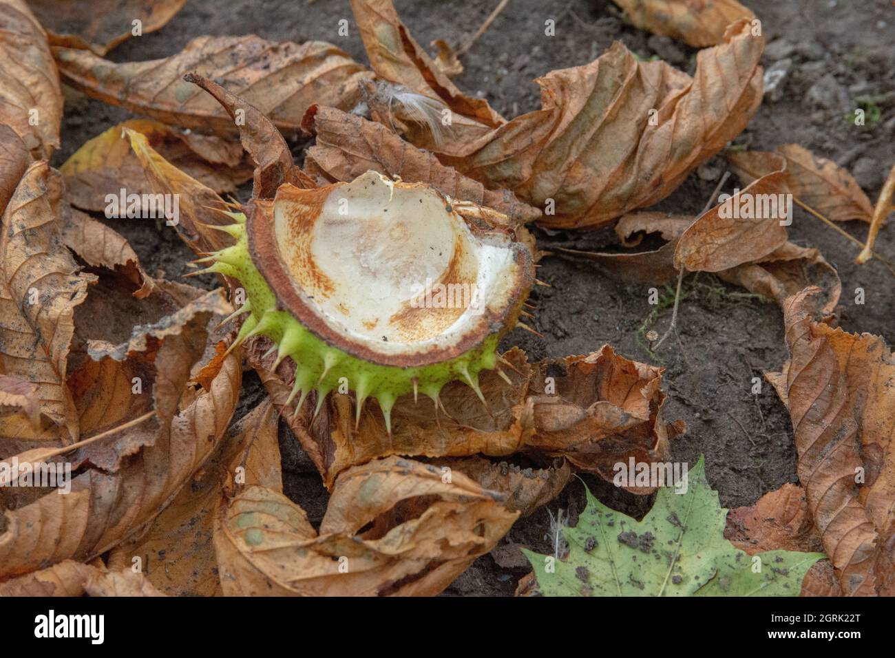 Kastanie frucht illustration -Fotos und -Bildmaterial in hoher ...